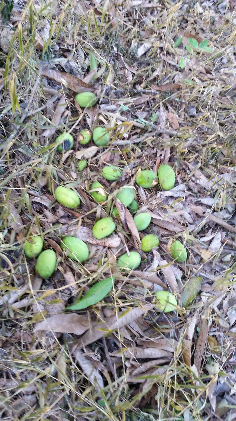 Warisan Petani: Musim Buah Kuini