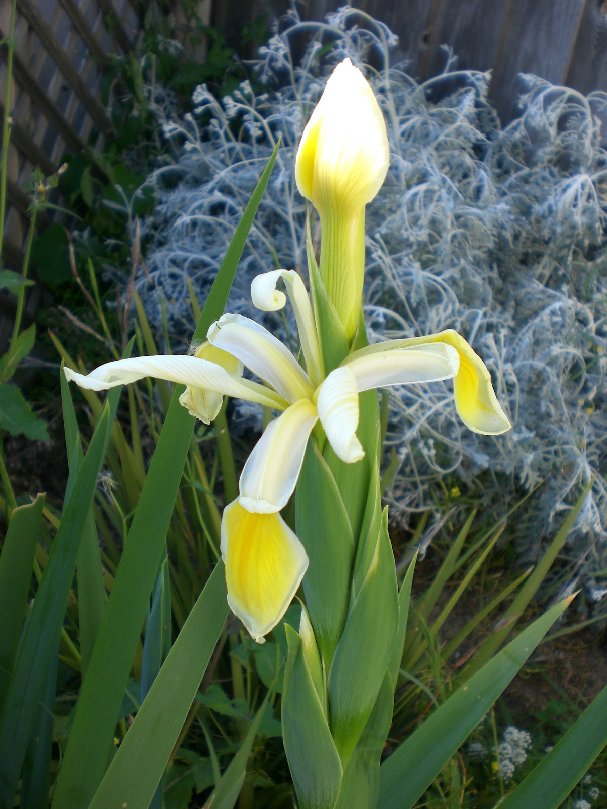 Eye Candy for the Famished: California Native Iris