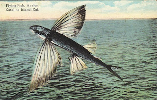 busy brains at sea: Flying Fish_ Poem Forms