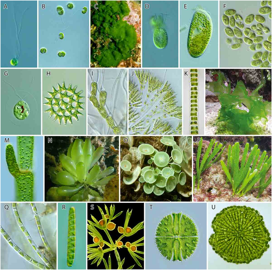 Origin and Evolution in Sex of algae