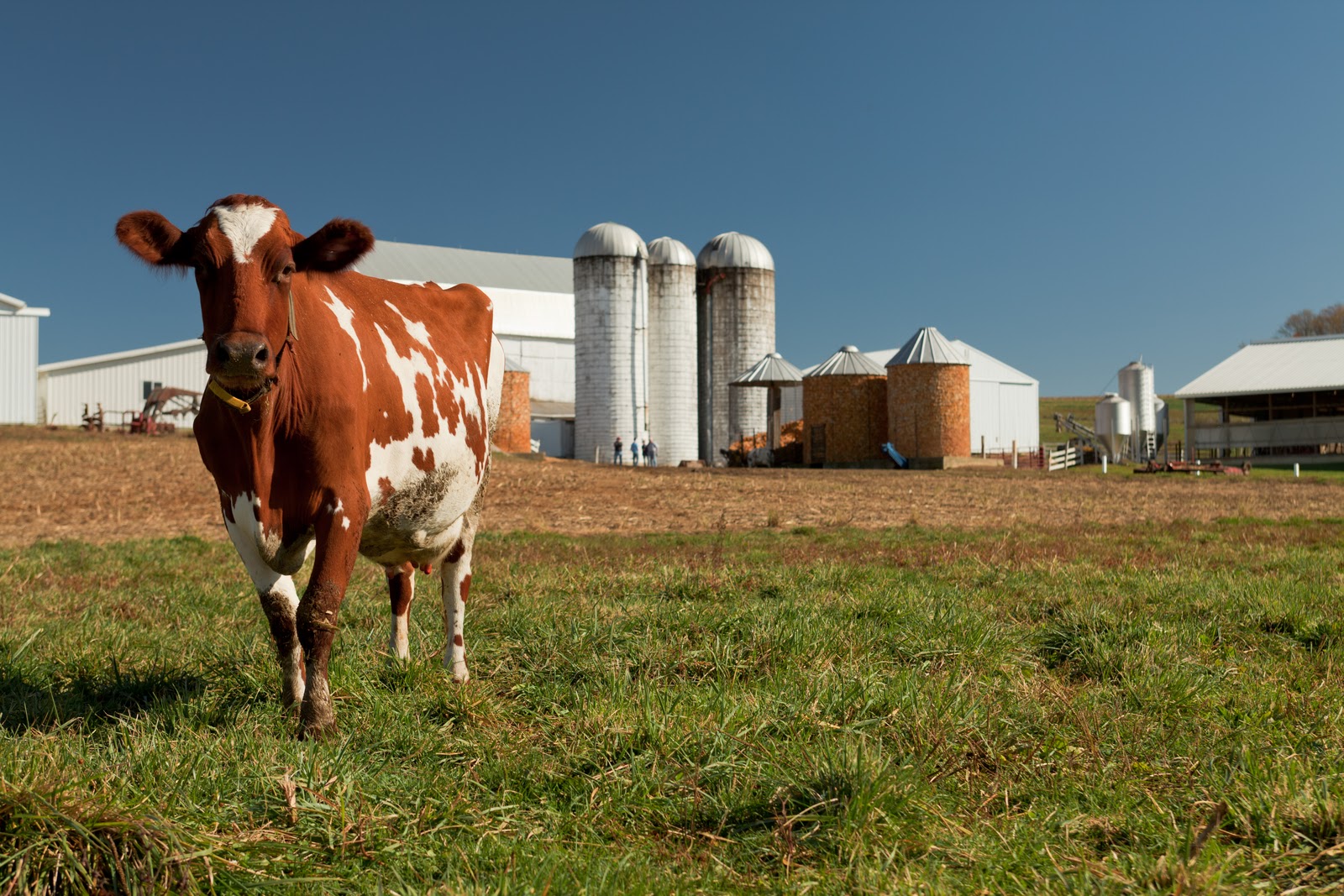 Life of a Dairy Princess: Spring-Run Farms: A Photo Journey
