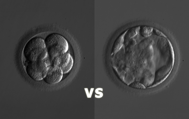 Busting myths about embryo transfer- what every IVF patient needs to ...