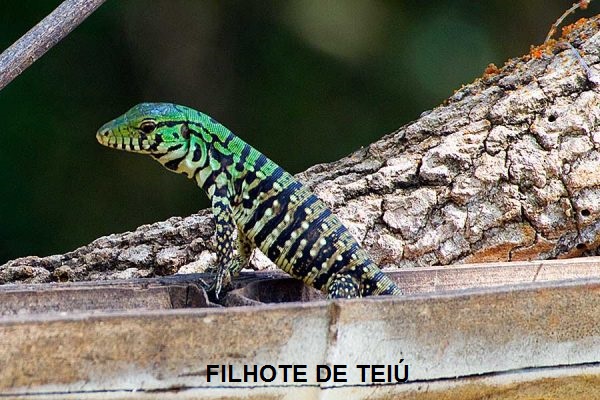 BIBOCA AMBIENTAL : TEIÚ: CONHEÇA ESTE BELO RÉPTIL BIBOCA AMBIENTAL : TEIÚ: CONHEÇA ESTE BELO RÉPTIL