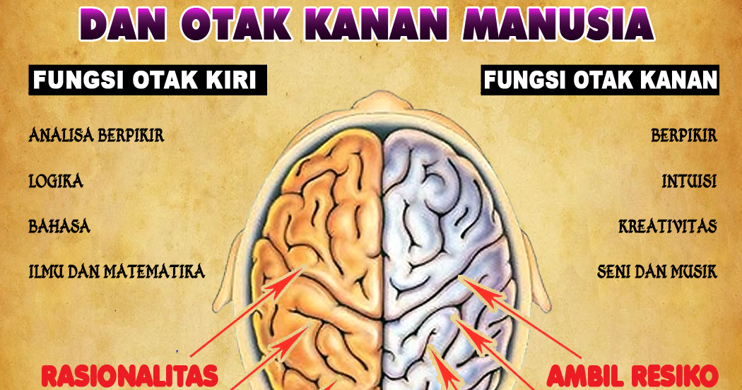Gambar Otak Beserta Fungsinya Pulp