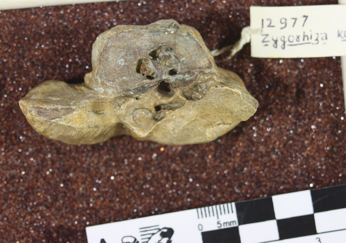 The Coastal Paleontologist: US Research trip part 3 and 1/2 - fossil ...