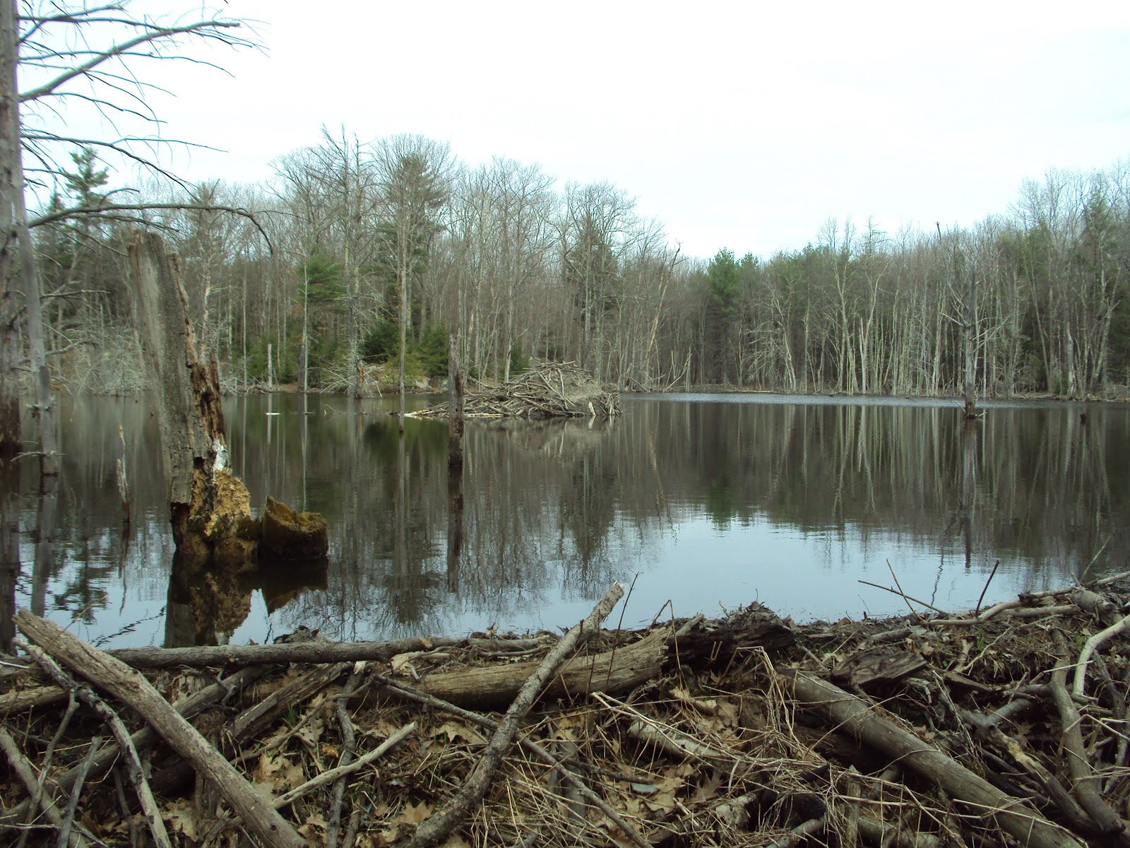 Oltreoceano: La diga dei castori-Beavers' Dam