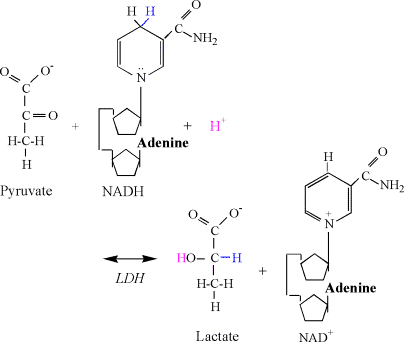 Lactate, Lactic Acid and Acidosis