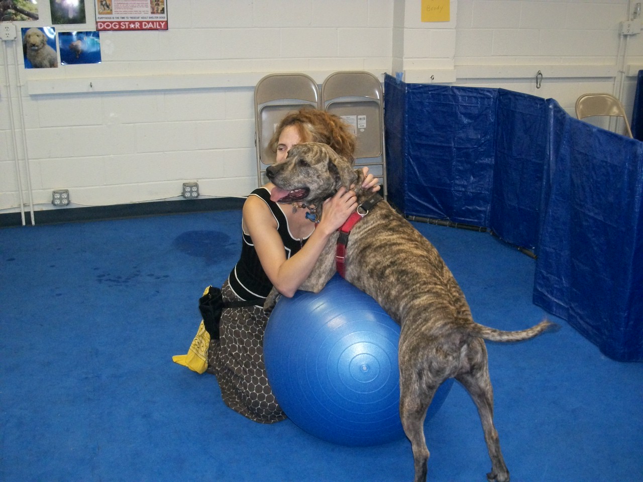Peaceful dog: The Dogs Learn Some Pilates