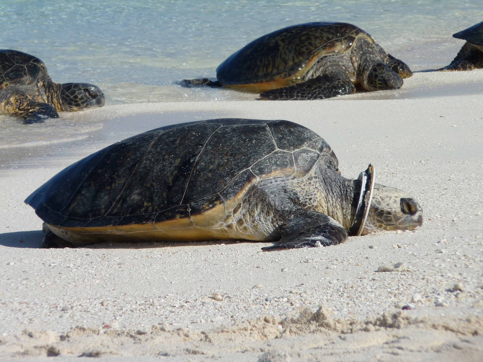 French Frigate Shoals (Kānemilohaʻi):Tern Island Blog: A Busy Time at ...