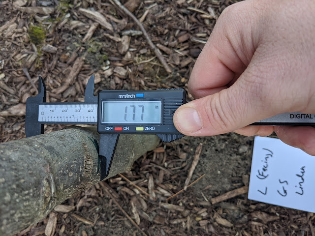Backyard Tree Caliper Measurements - January 2020
