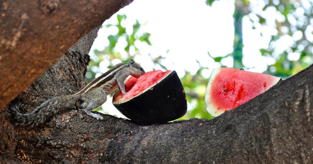 PRABALA GRISHMA PRABAHA O GARAMKU KHATIR NA KARI GUNDUCHI MUSA TI ...