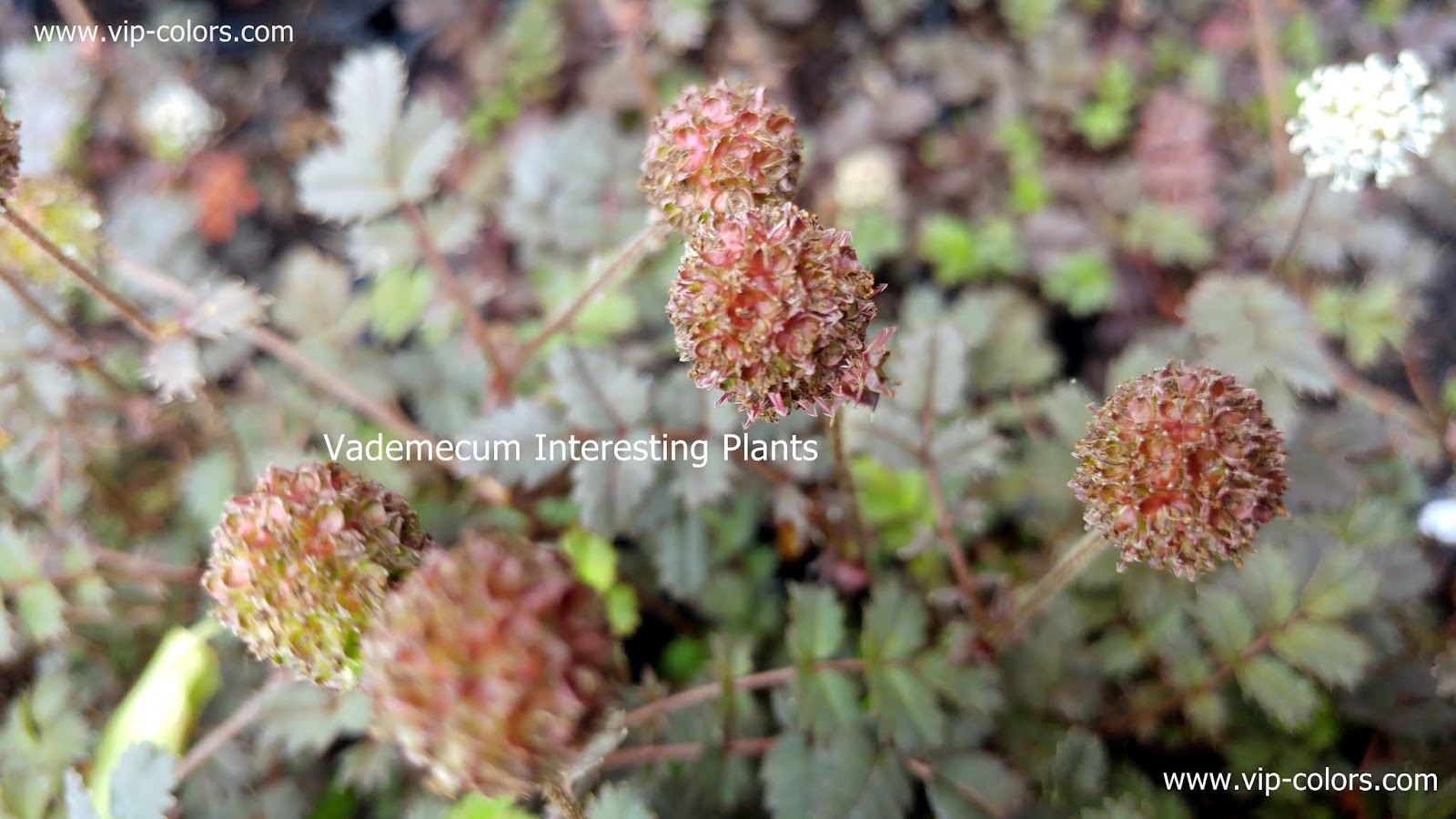 Vademecum Interesting Plants: Acaena microphylla - Acena drobnolistna ...