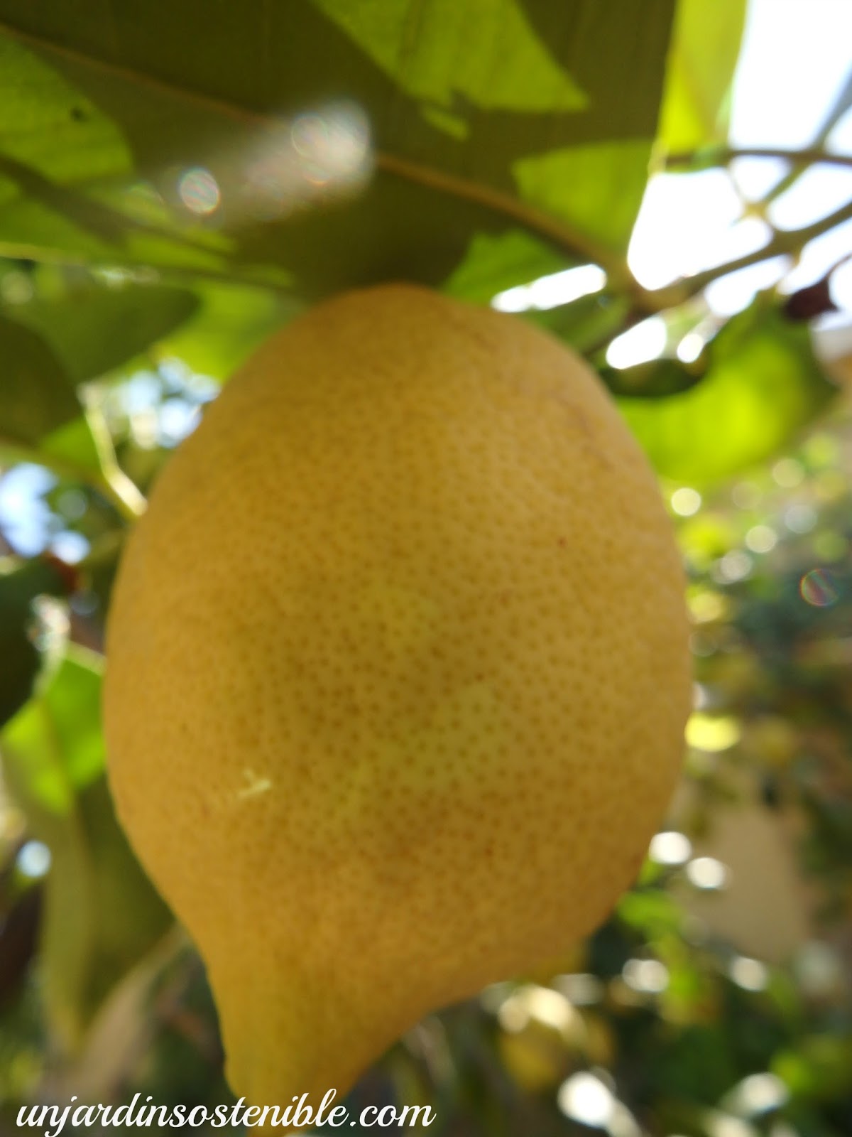 Citrus Limón (Limonero) Los Cítricos y sus cuidados.