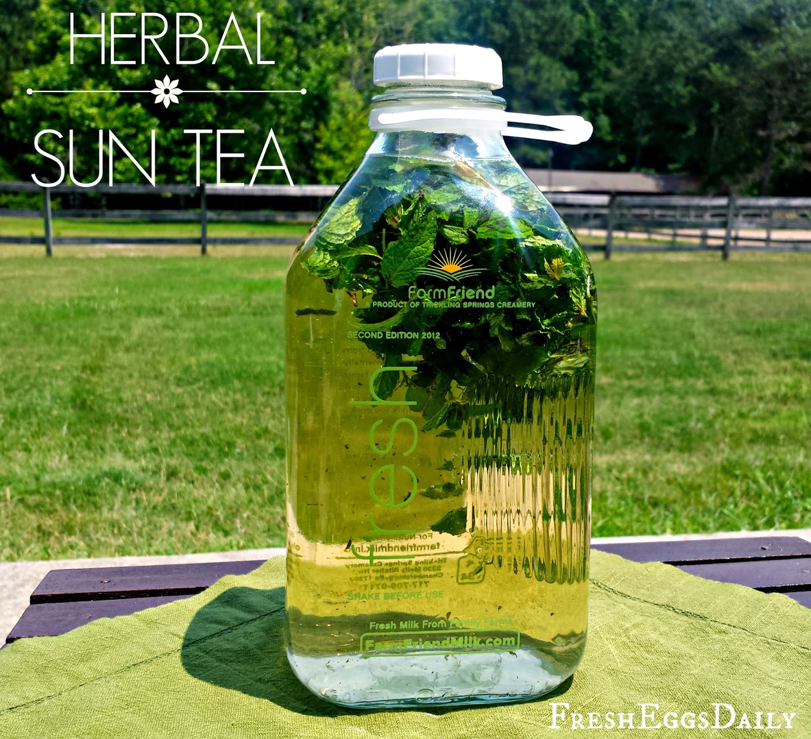 Sntila: Fresh Brewed Herbal Sun Tea