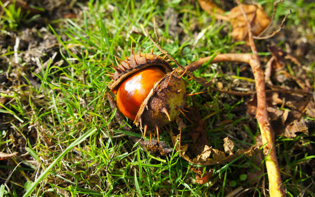 Forskellen på hestekastanjer og spisekastanjer - en lille billedguide