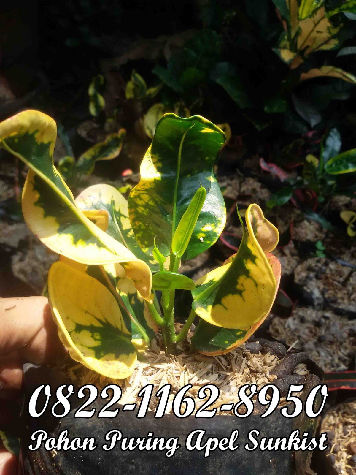 JUAL ANEKA POHON PURING | POHON PURING HIAS | TANAMAN PERDU | TANAMAN ...