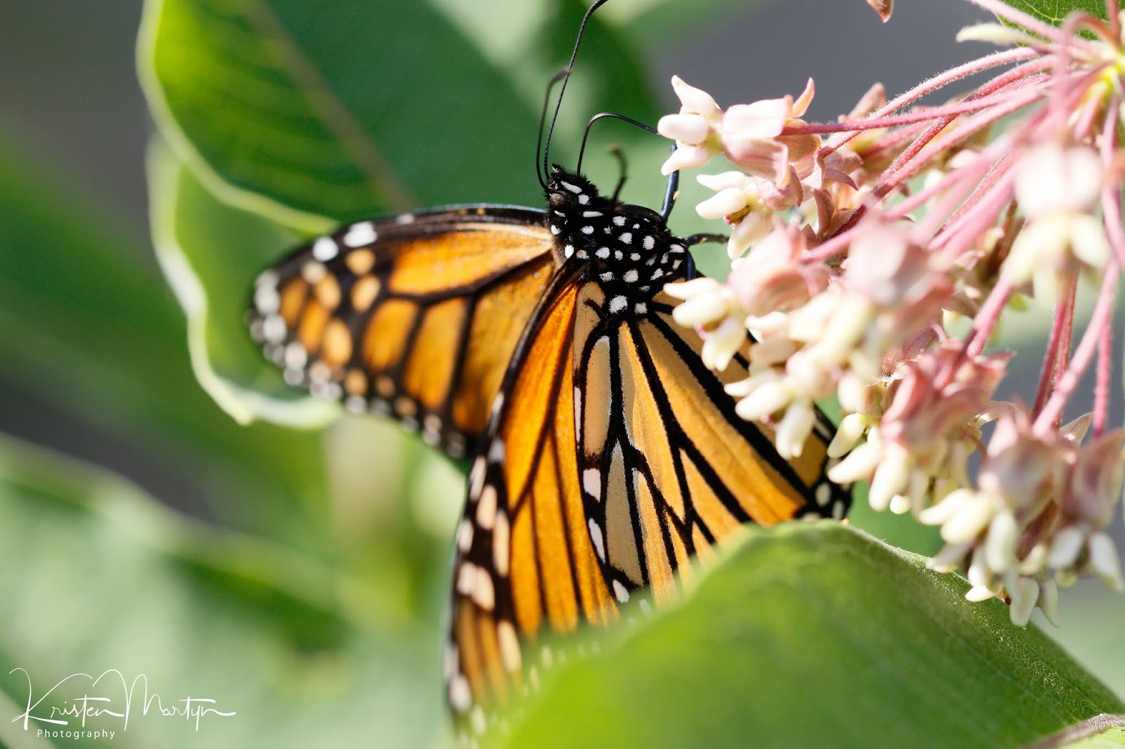 Monarch Butterflies: Flowers that Fly | Nature Notes Blog
