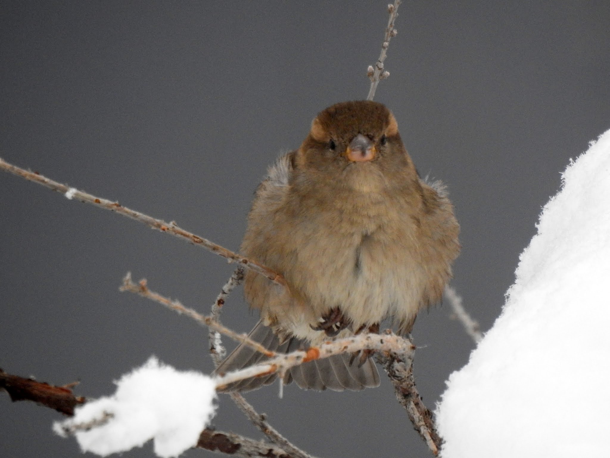 PASARI DIN ROMANIA: VRABIA DE CASA, Passer domesticus