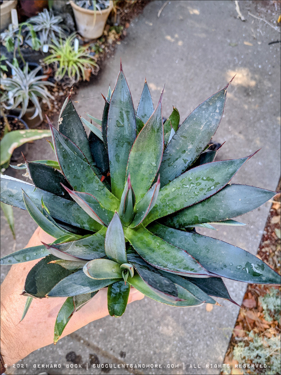 Repotting a passel of agave pups