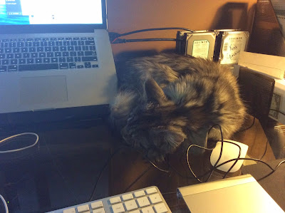 Our Plain City Life: Cat, the Office Assistant