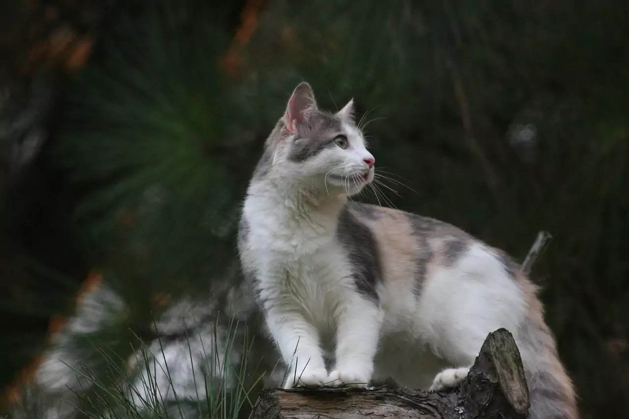 A Brief History Of Domestic Cats Familiarity With Animals FWA a-brief-history-of-domestic-cats-familiarity-with-animals-fwa