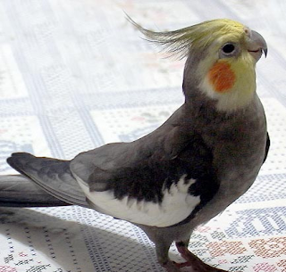 mundo dos passáros: Calopsita