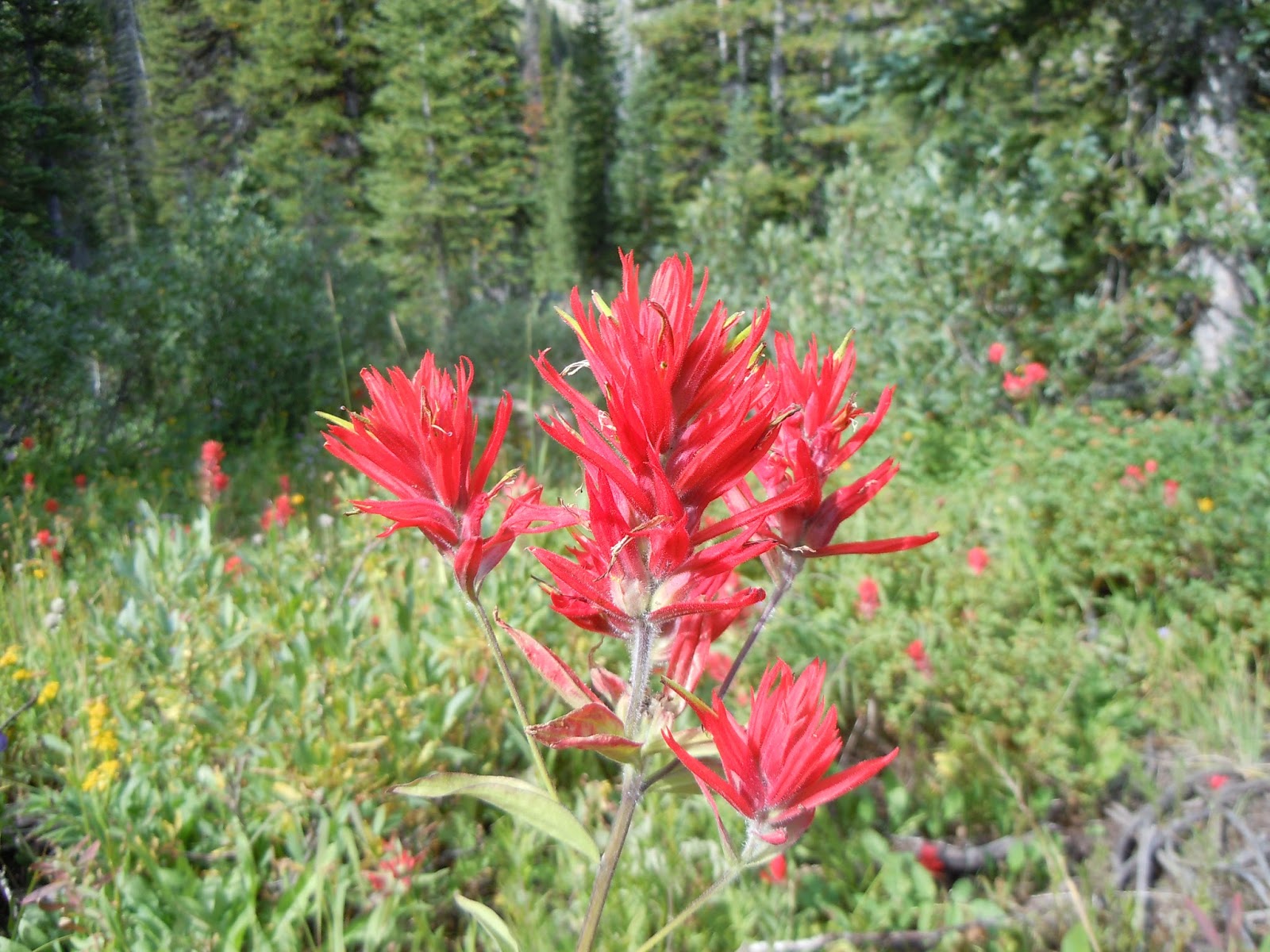 Plant World: Castilleja miniata