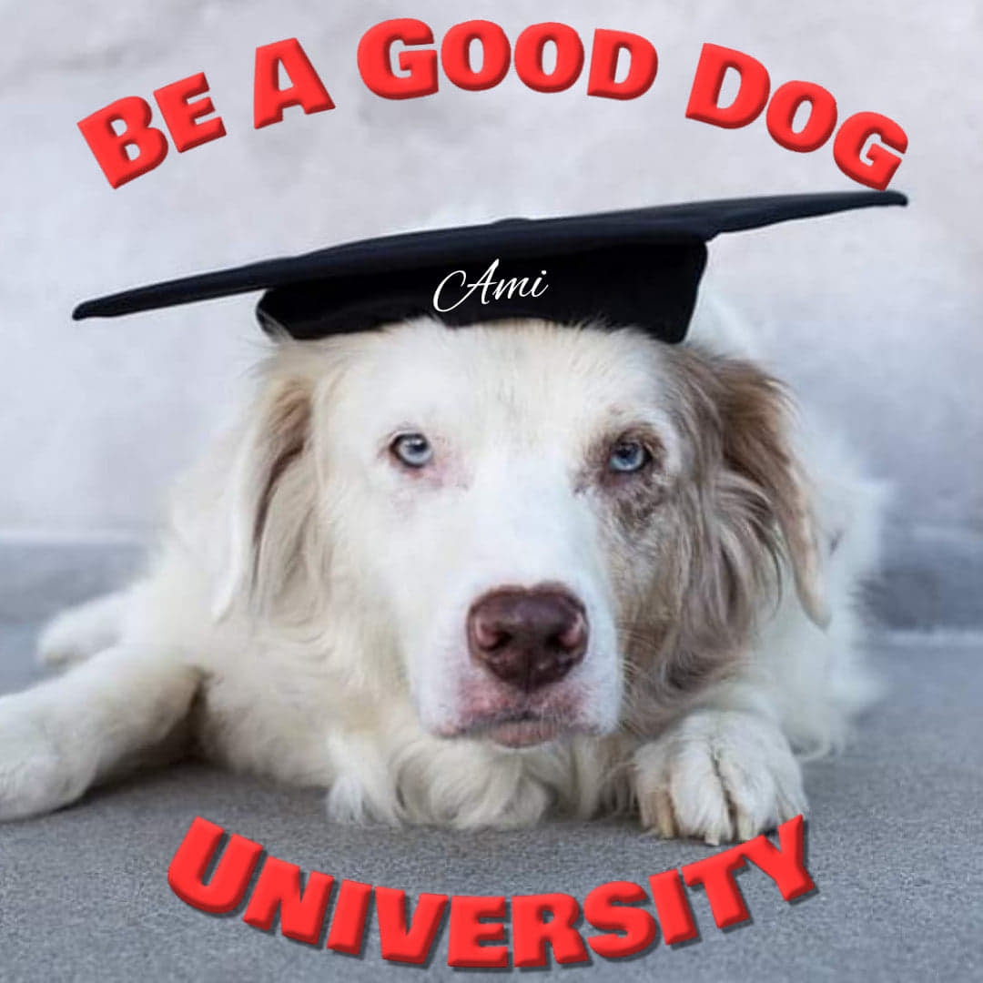 Be A Good Dog University : BE A GOOD DOG UNIVERSITY!!! Welcome Everyone!