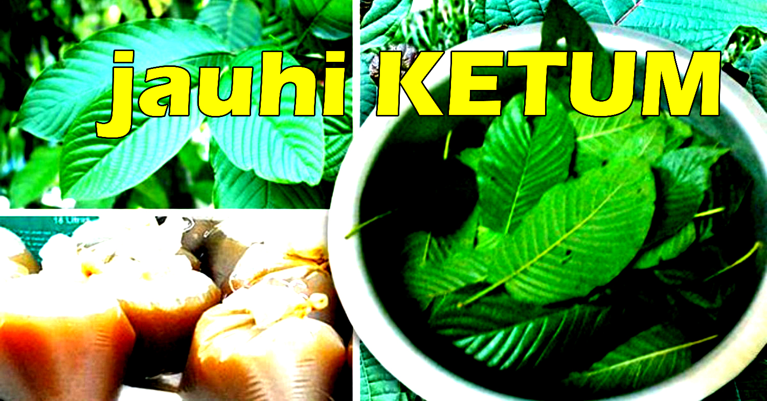 Cara Nak Hilangkan Ketagih Ketum - BrendaabbMeza