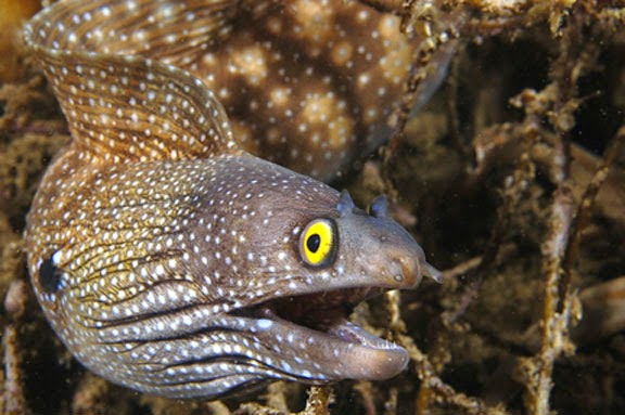 Cindy deRosier: My Creative Life: The Cursive Project: Eel