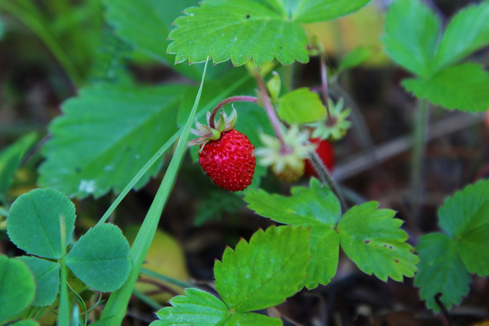 Травы Байкала.: Земляника восточная - Fragaria orientalis Losinsk.