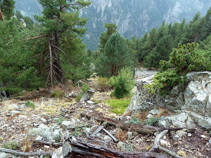 Asociacion de Cazadores Valles de Bielsa: Jornada 12 El Cosier ( 25-11-12 )
