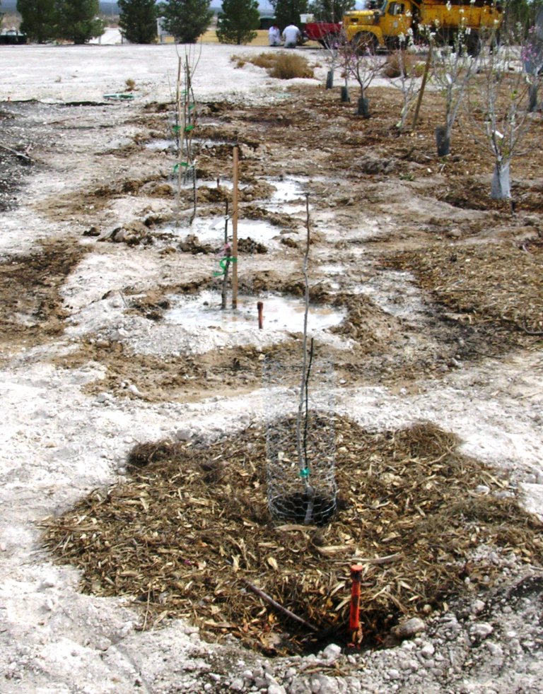 Xtremehorticulture of the Desert: Water Your Trees With a Hose Instead ...