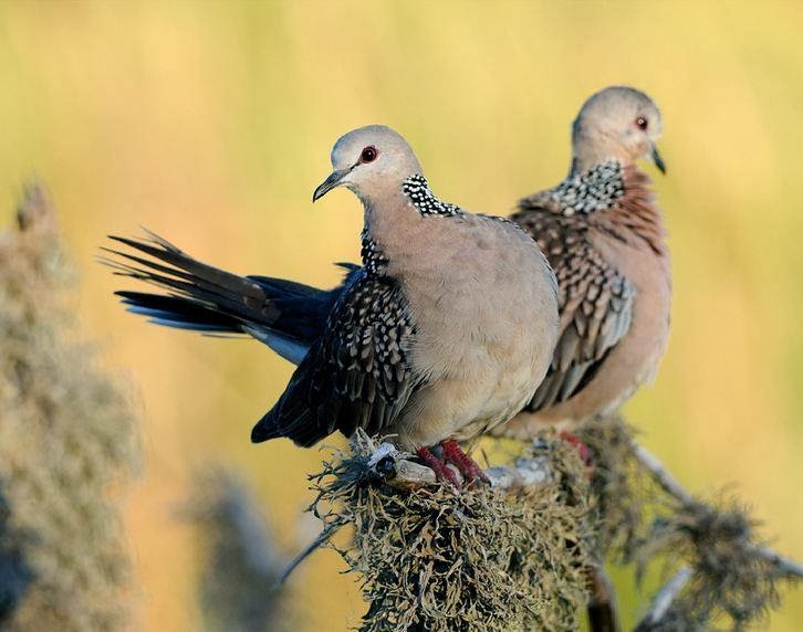 ALU KOBEIYA: ALU KOBEIYA