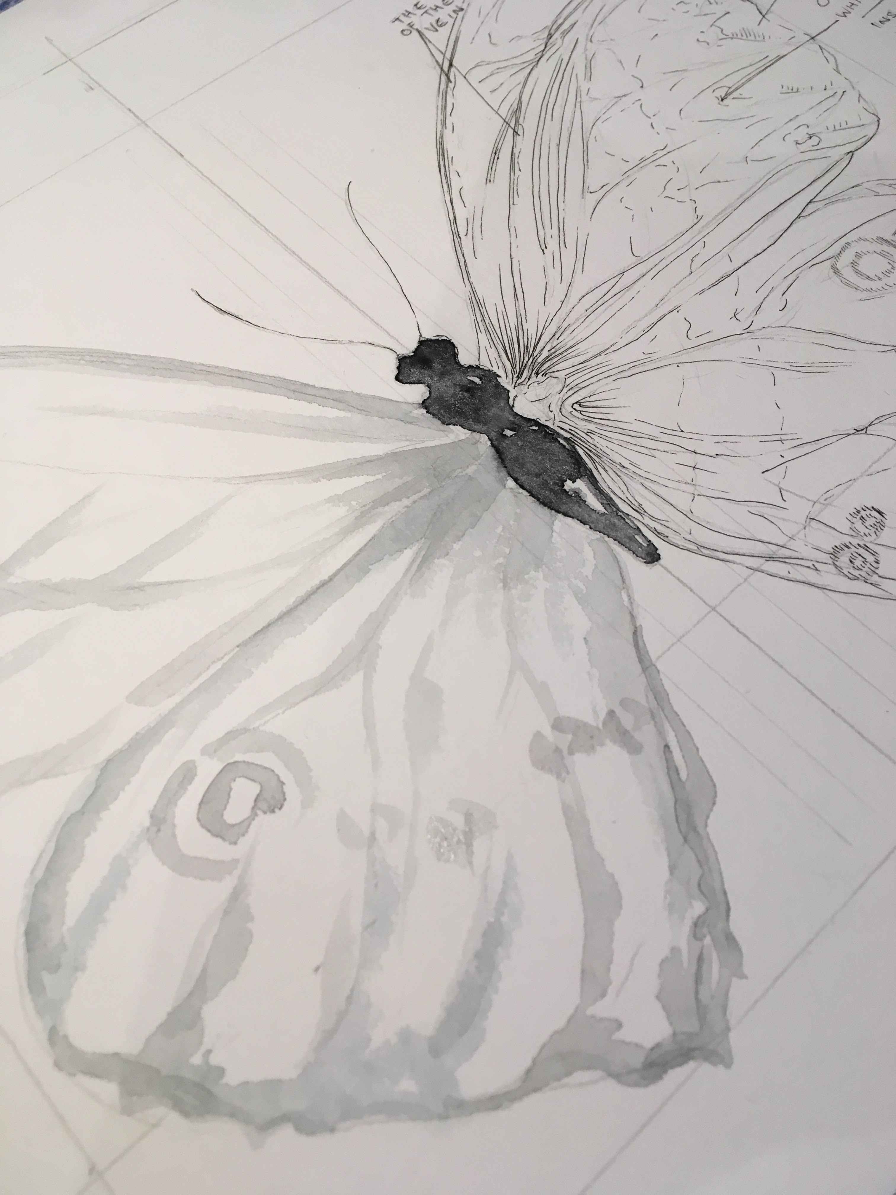 Butterfly - step by step process pictures