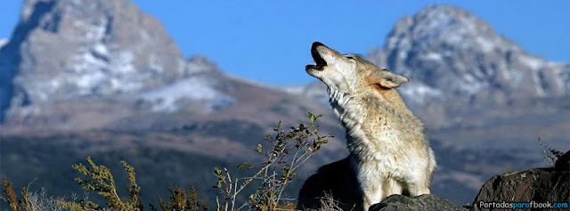 Lobos salvajes para FaceBook - Imagui