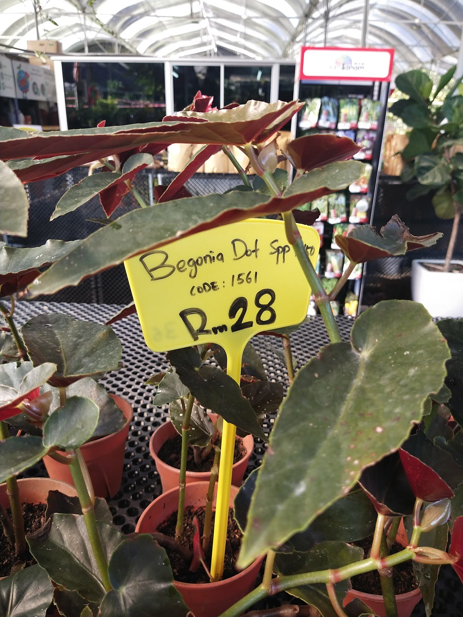 Garden Chronicles of James David: Cane Begonia 'Torch' / Begonia 'Castaway'