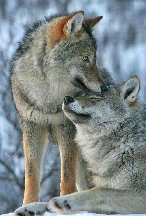 ANIMALS TIME : Wolf time (hora del lobo) Gallery 11