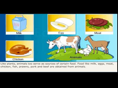 classification of food based on their origin