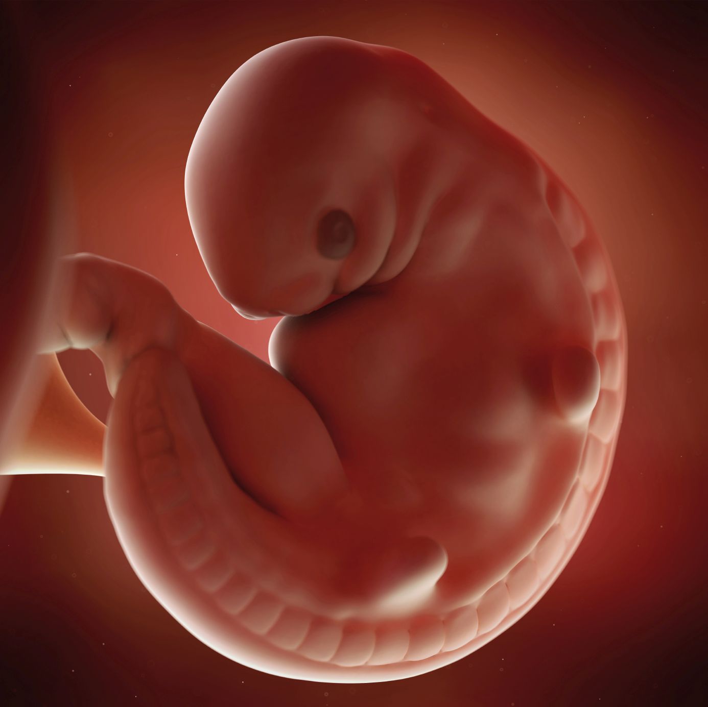 FIRST YEAR EMBRYOLOGY PART 3 AIMC Academia Allama Iqbal Medical College Lahore first-year-embryology-part-3-aimc-academia-allama-iqbal-medical-college-lahore