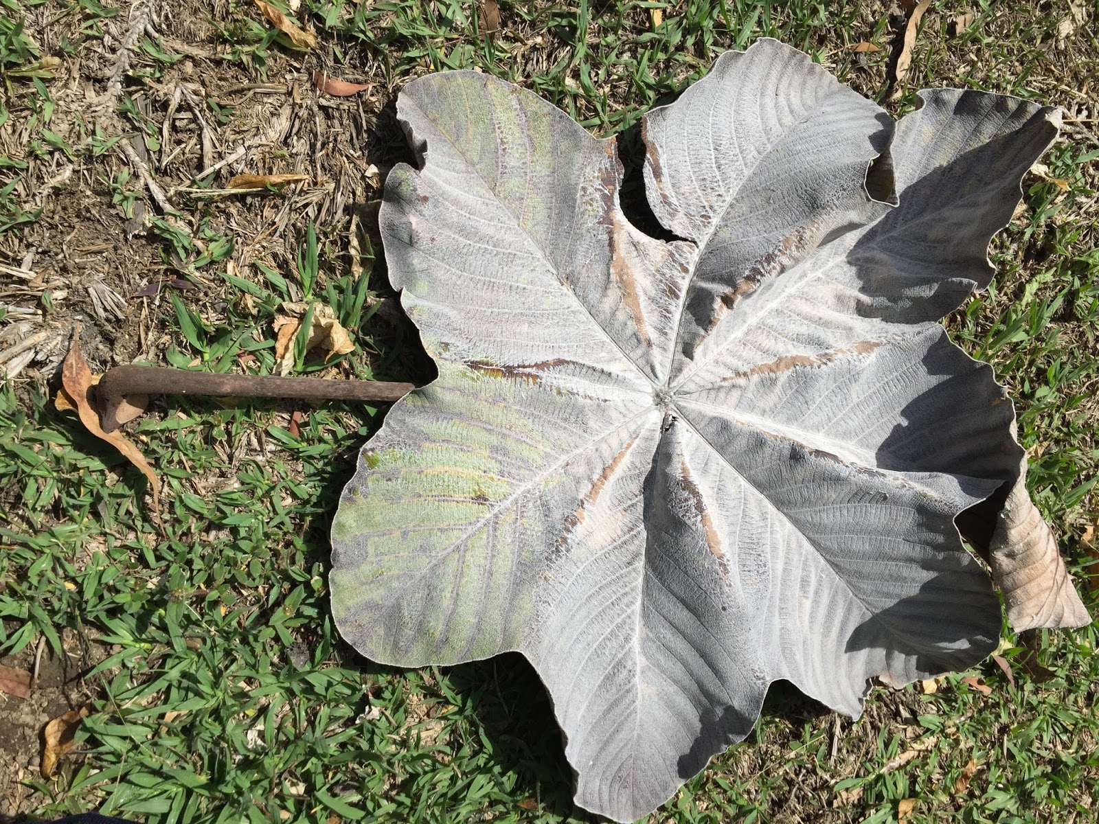 Cecropia telenitida cuatrec o yarumo blanco, yarumo plateado, yagrumo ...