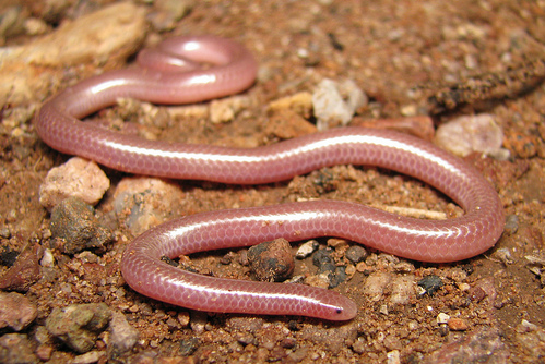 Life is short, but snakes are long: August 2013