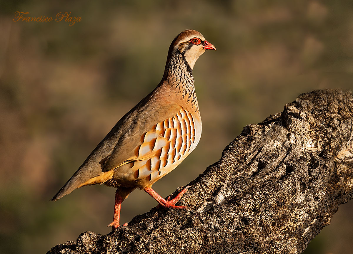Fotos Fplaza: Perdiz común, o perdiz roja. Una entrada nueva de esta ...