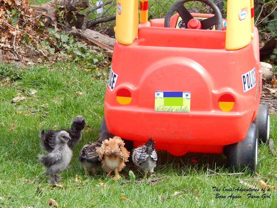 How to Pick Chicks - The (mis)Adventures of a Homesteadin' Mama