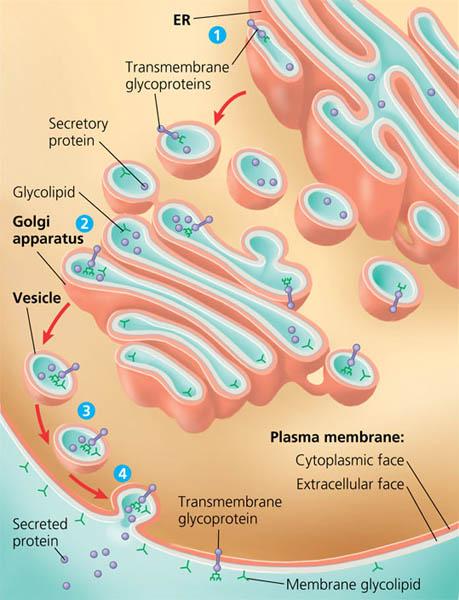 Scientific Videos Cell Membrane Structure And Function scientific-videos-cell-membrane-structure-and-function