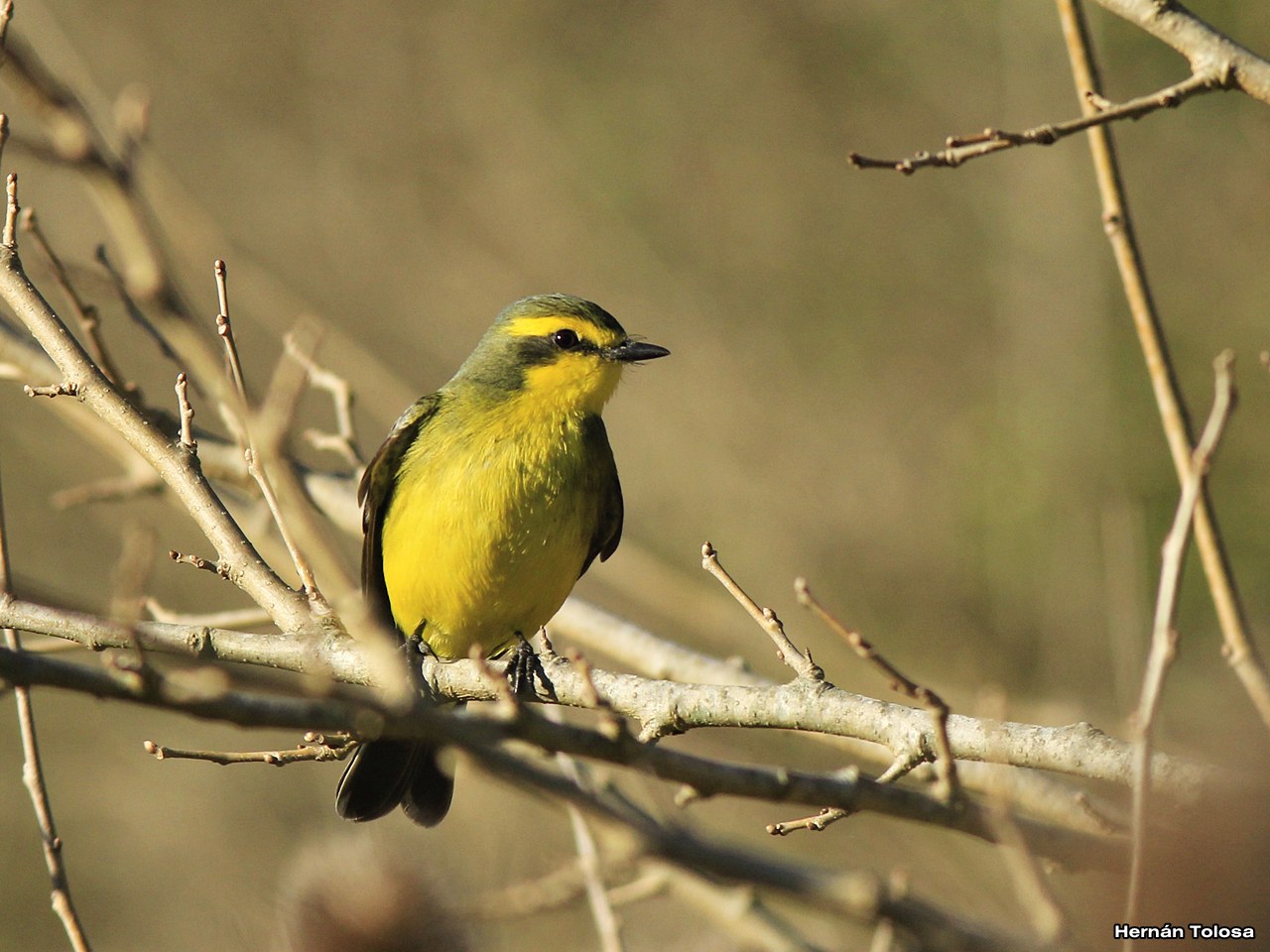 Aves Bonaerenses: Amarillo