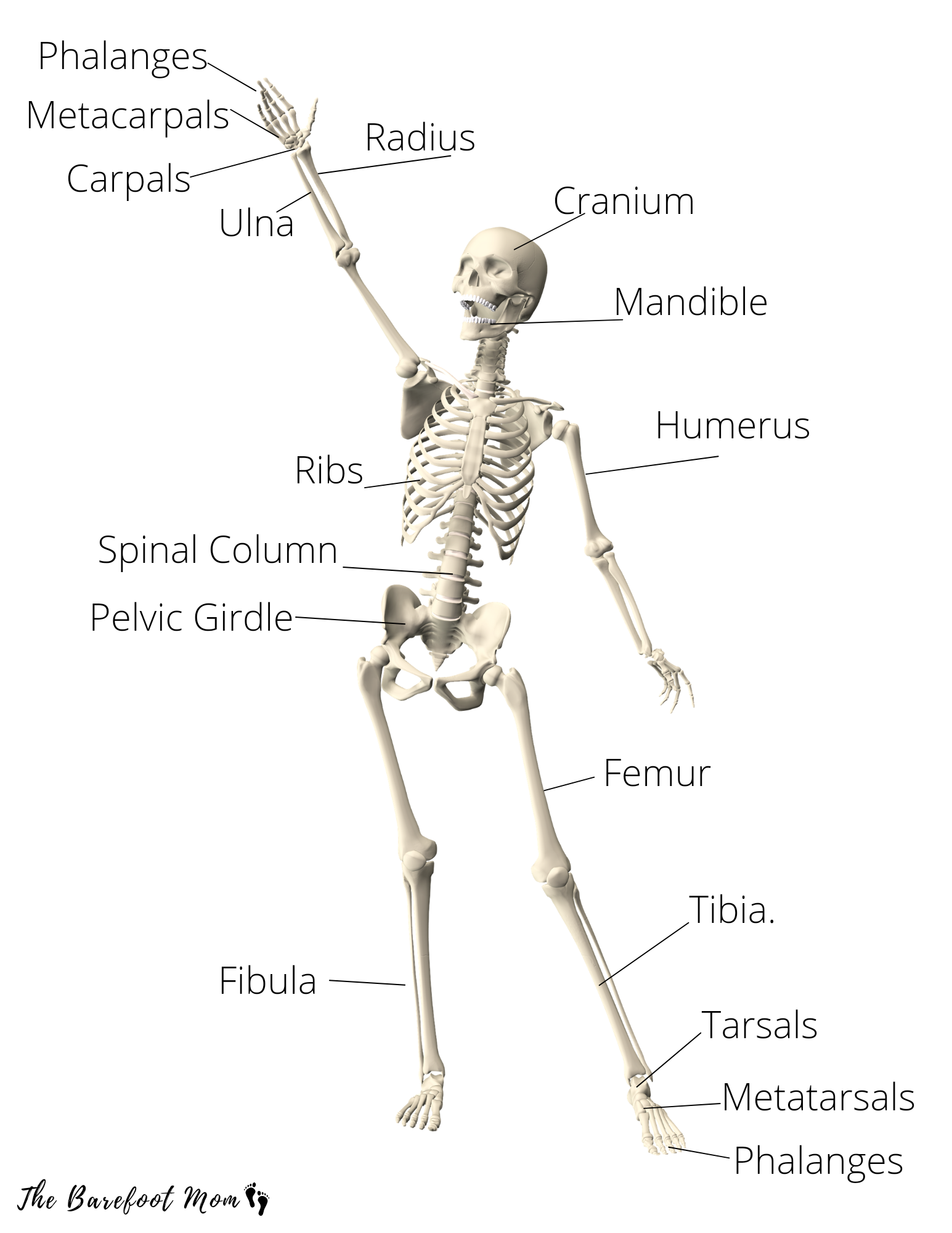 Skeletal System Parts