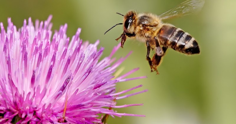 Rahasia Sayap Lebah | Madu Tanjung | Pusat Produk Perlebahan Indonesia