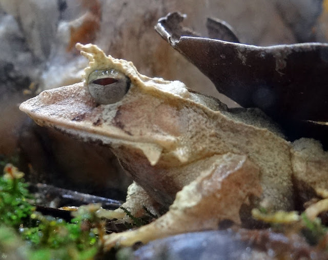 Reflection's Flora and Fauna: Eyelash Leaf Frog