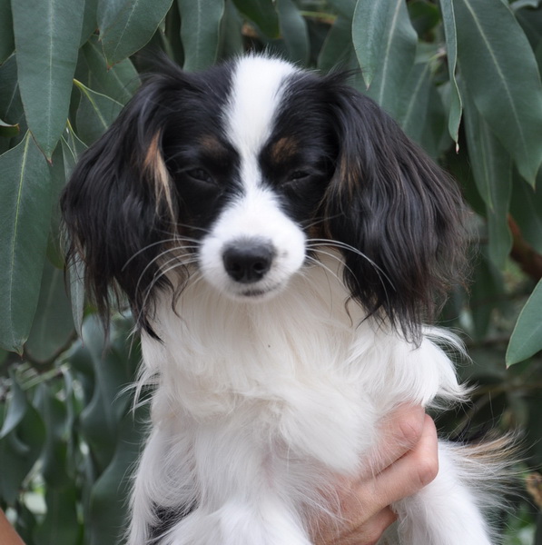 Road's End Papillons : 9 Months old Phalene